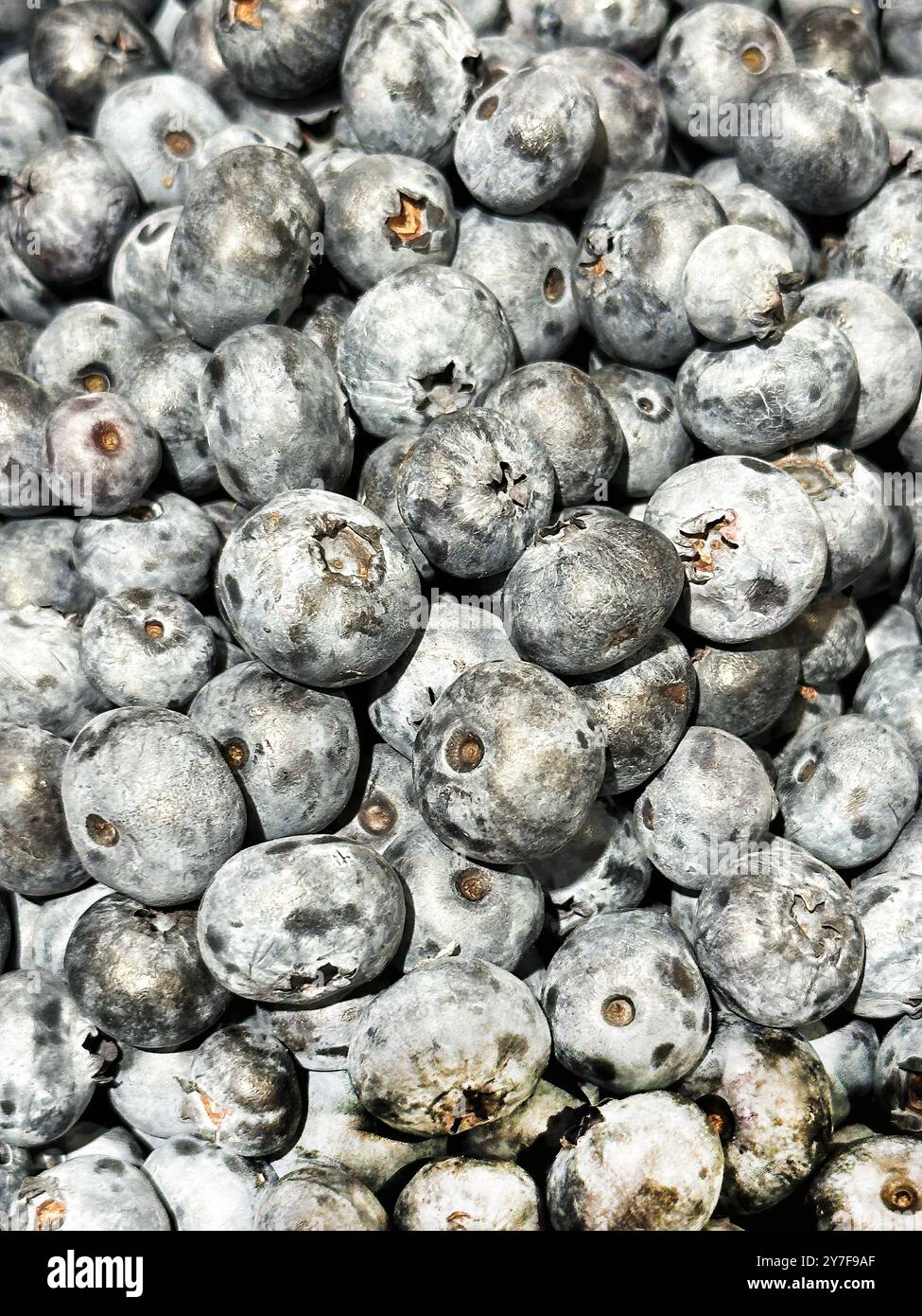 Close-up shot of fresh blueberries, showcasing their blue-grey color ...