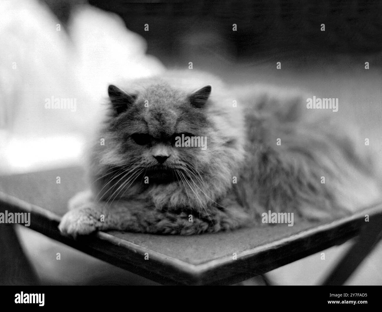 The National Cat Show is in progress at the Crystal Palace in London ...