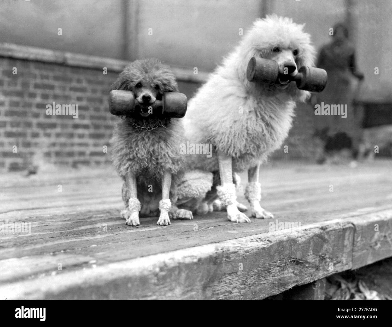 The Associated Sheep, Police, and Army dog Society's Show is taking ...