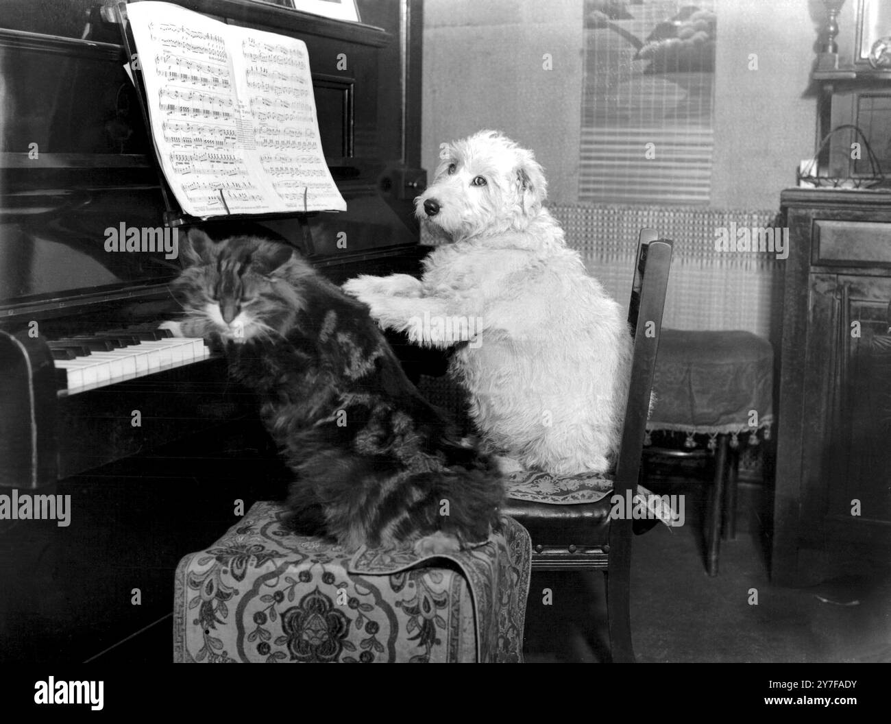 Dog and cat playing the piano Stock Photo - Alamy