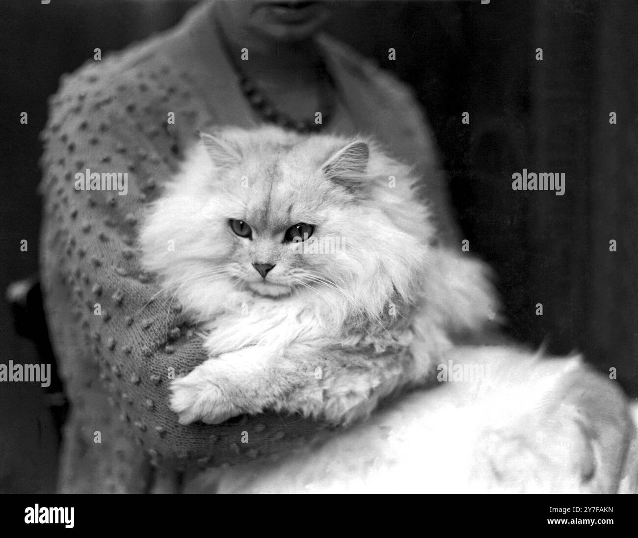 The Southern Counties Cat Show has opened at Paddington Baths in London ...