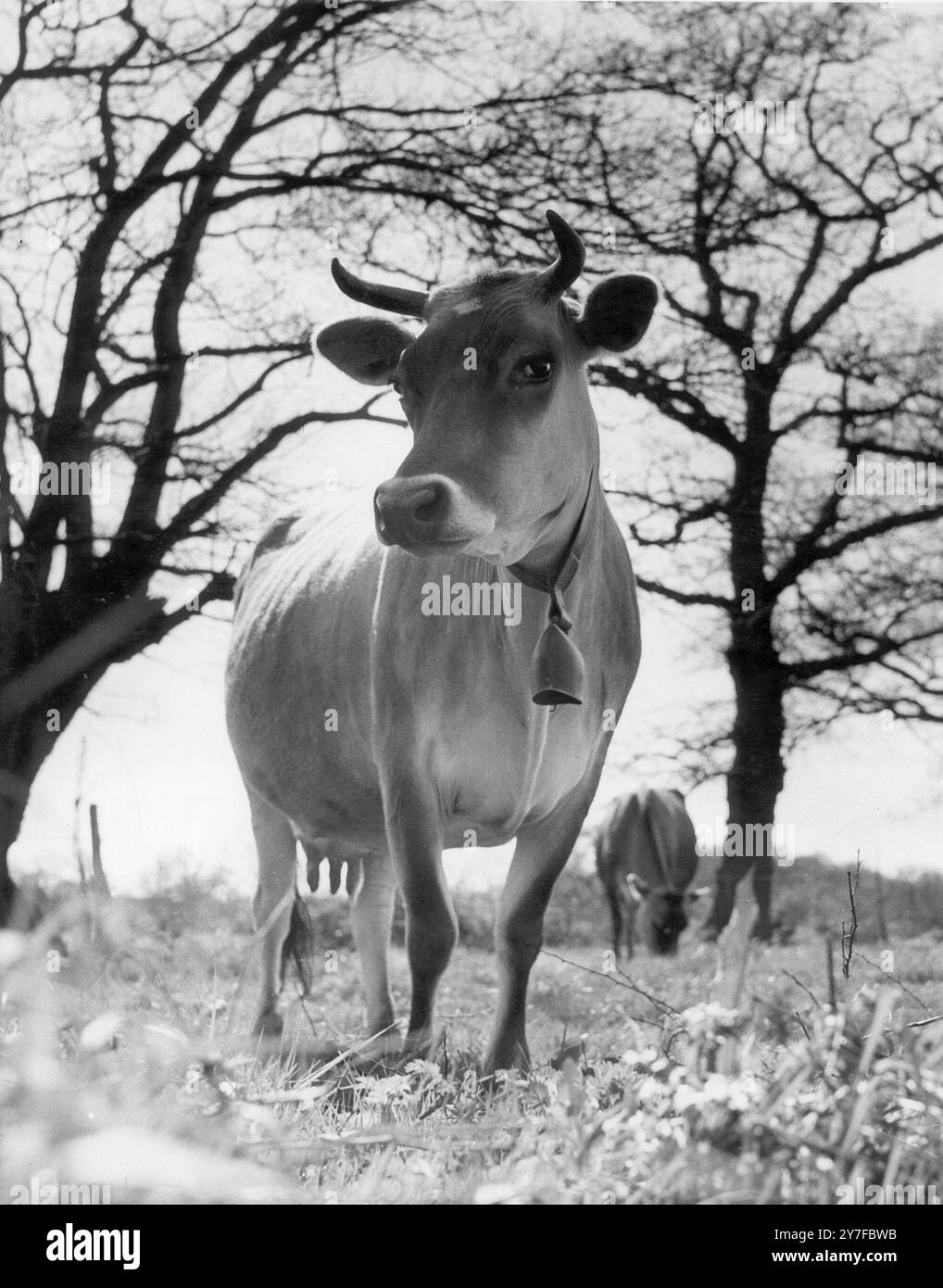 Jersey Cow 20th April 1959 Stock Photo - Alamy