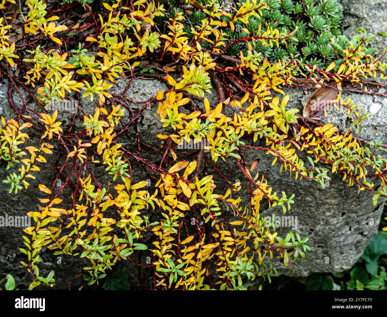 Trailing willow hi-res stock photography and images - Alamy