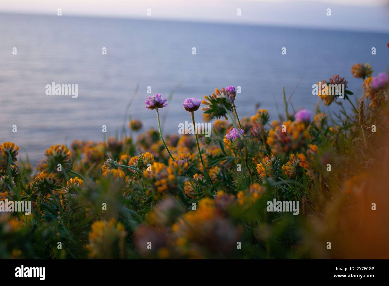 Coastal flowers growing on a cliff overlooking the ocean Stock Photo ...