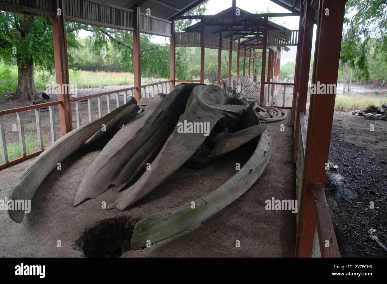 Blue whale skeleton in the mangroves of Lembata, Indonesia Stock Photo ...