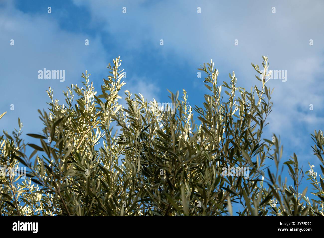 Sunlit olive tree branches hi-res stock photography and images - Alamy