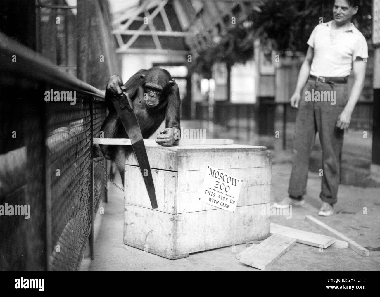 Chimp tool Black and White Stock Photos & Images - Alamy