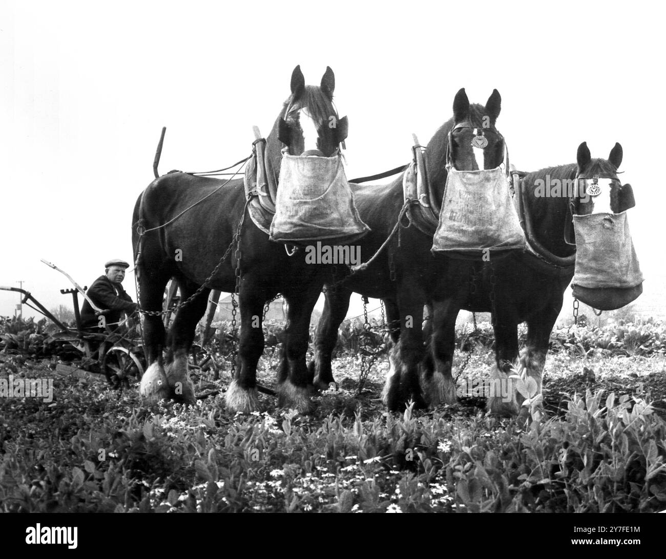 Nose bag for the Army. George Dicker takes a short breather and his ...