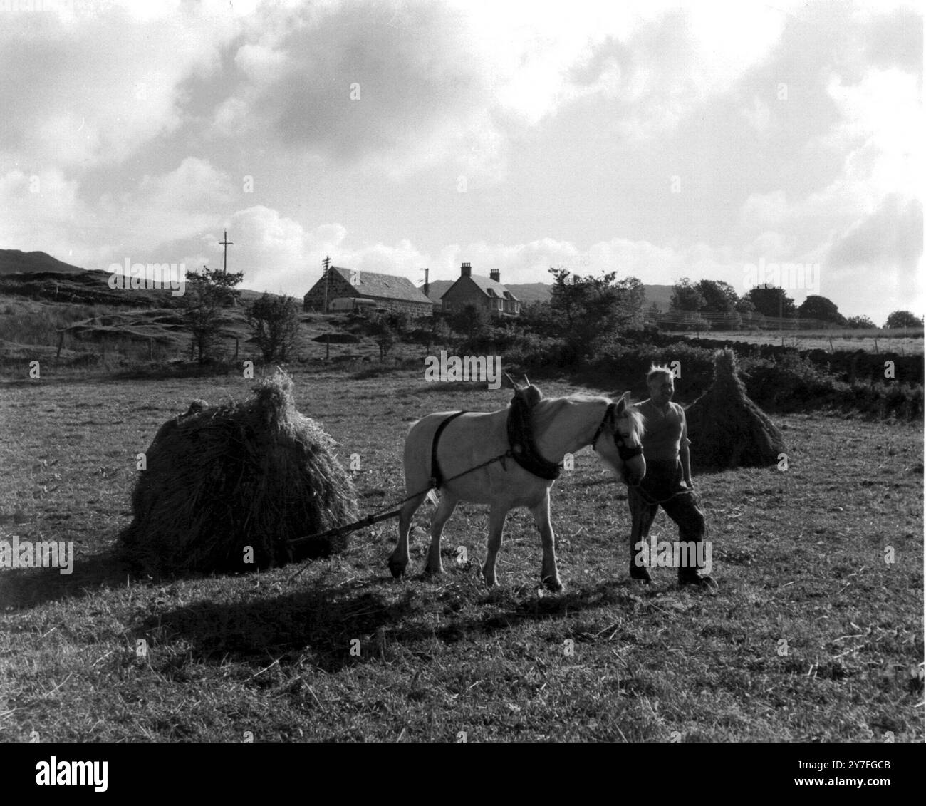 Getting in the oats by horse sledge on the Shaw-Stuart farm at Arisaig ...