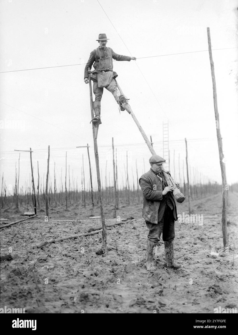 Skilled men walked the hopfields on huge stilts to string the hop poles ...