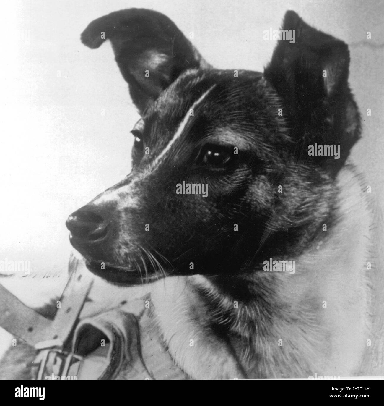 THE DOG IN THE SATELLITE. The world's first space traveller a bitch ...