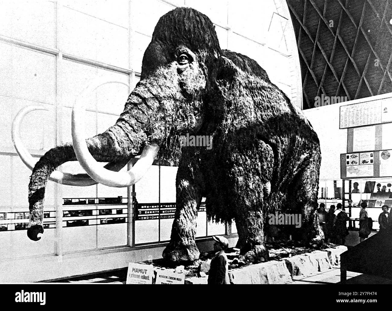 The mammoth of Moravia : a life size reconstruction made under the ...