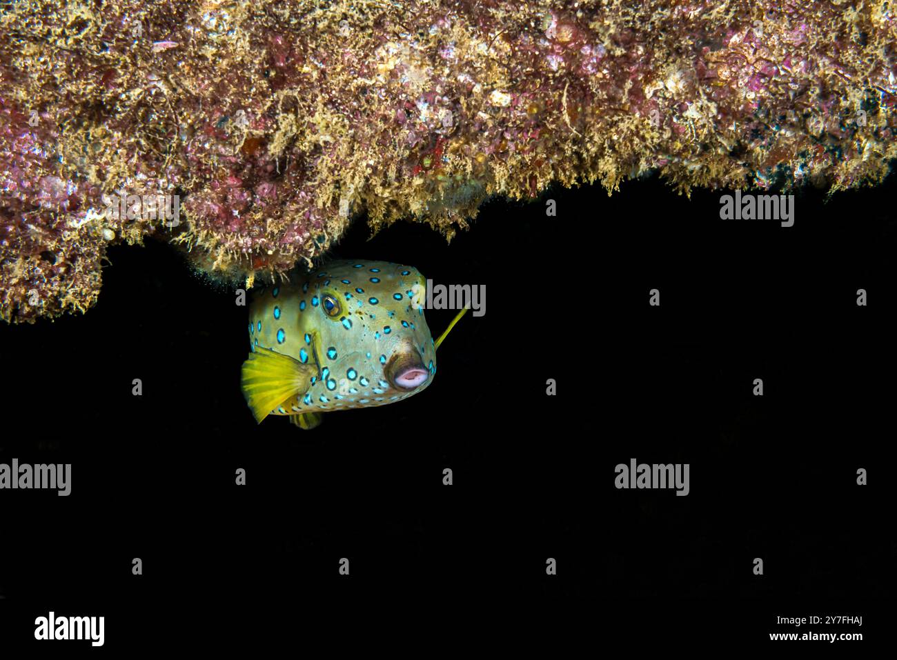 Bluetail trunkfish female hangs below the edge of a rocky outcrop Stock ...
