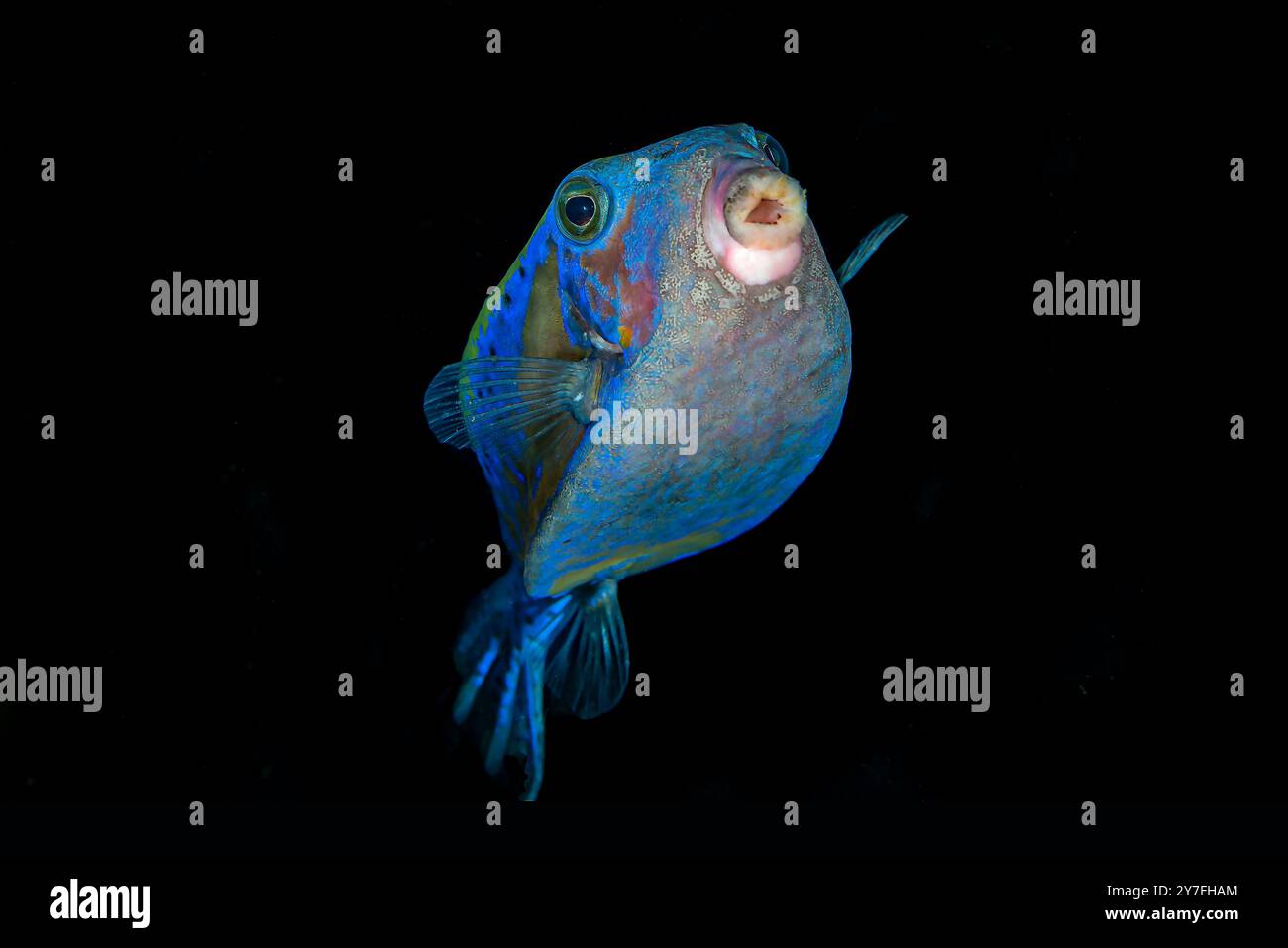 Bluetail trunkfish male in dynamic pose, black background Stock Photo ...
