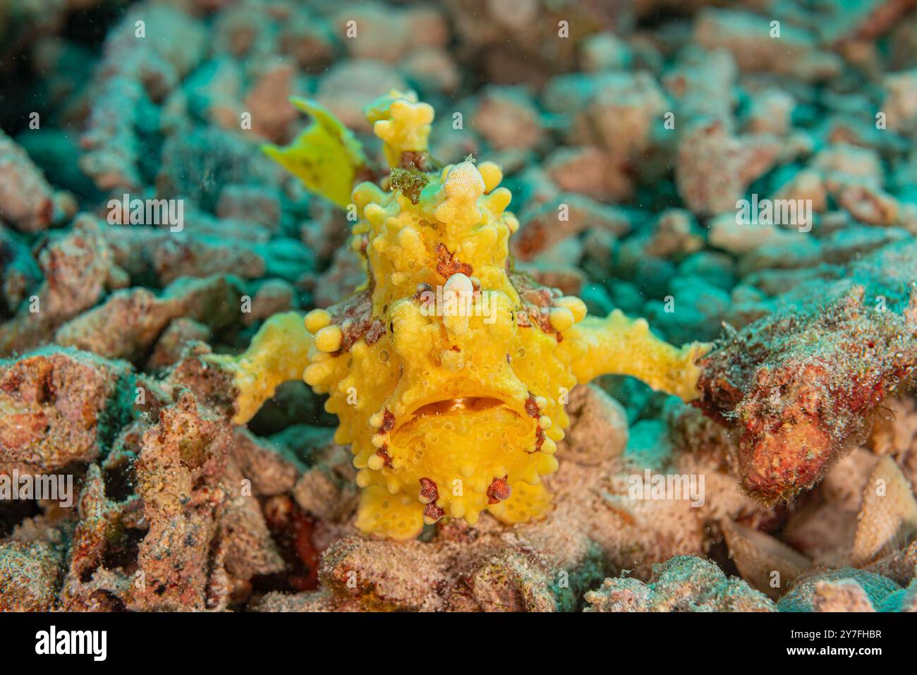 Yellow warty Frogfish resting on coral Stock Photo - Alamy