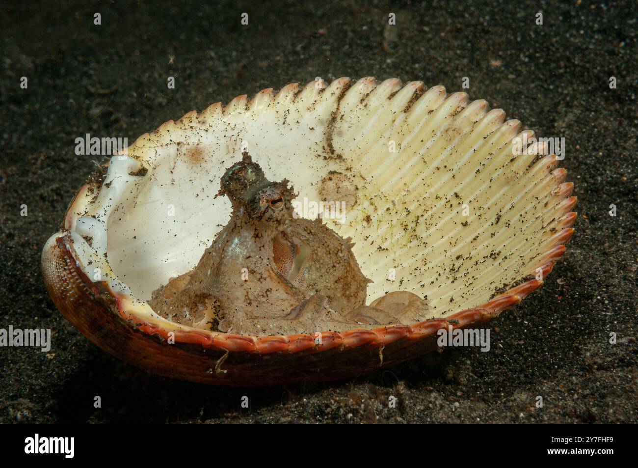 Small Coconut octopus resting in half a clam shell Stock Photo - Alamy