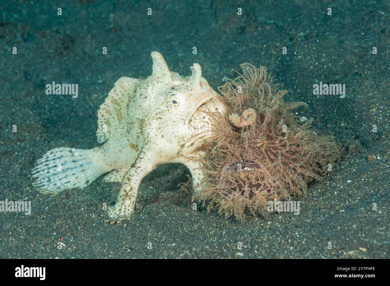 Female anglerfish and male hi-res stock photography and images - Alamy