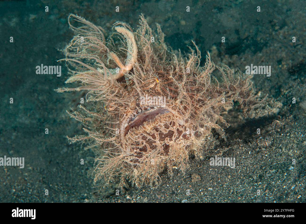 Hairy frogfish displays its Illicium and Esca Stock Photo - Alamy