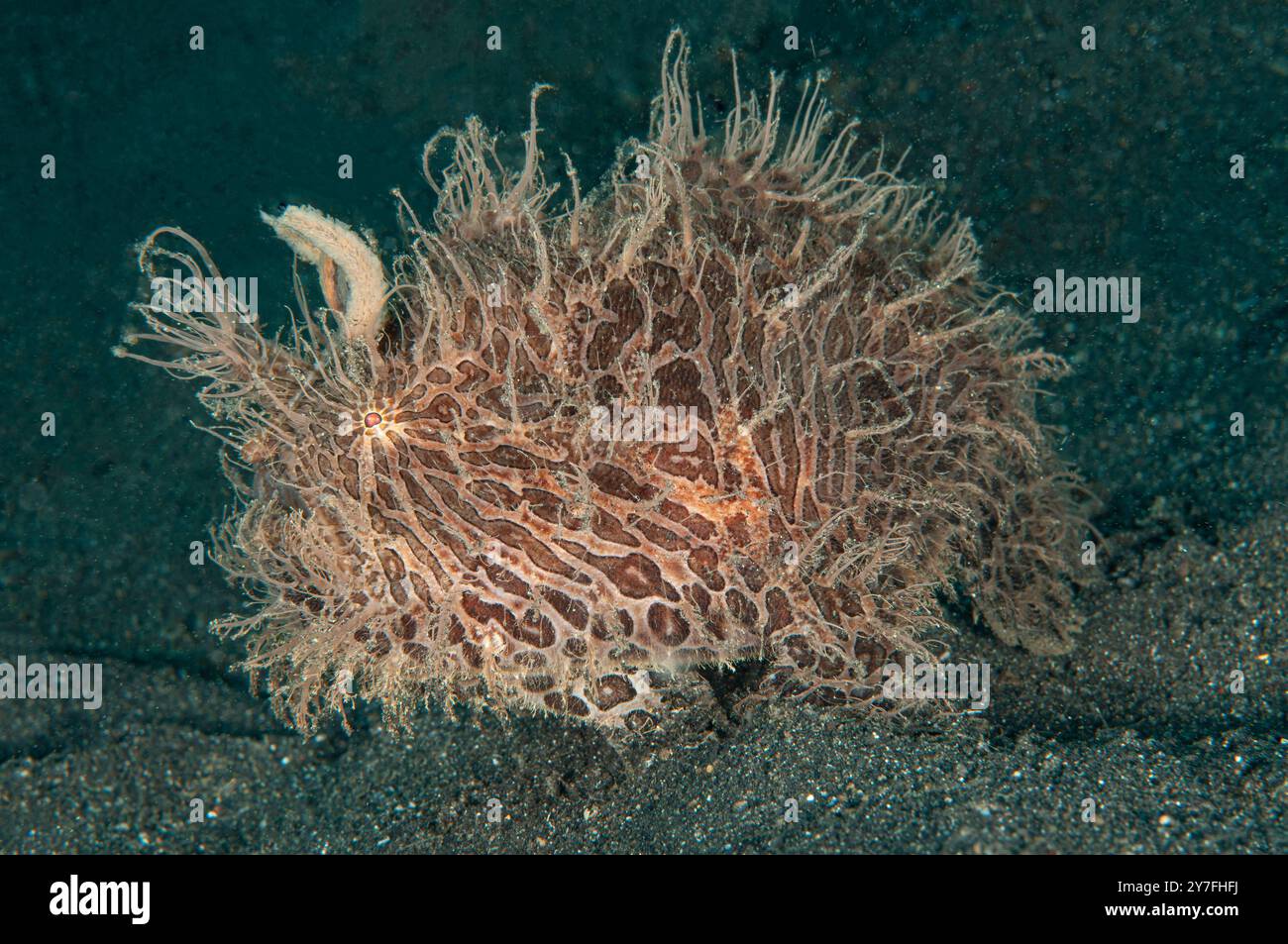 Hairy frogfish displays its Illicium and Esca Stock Photo - Alamy