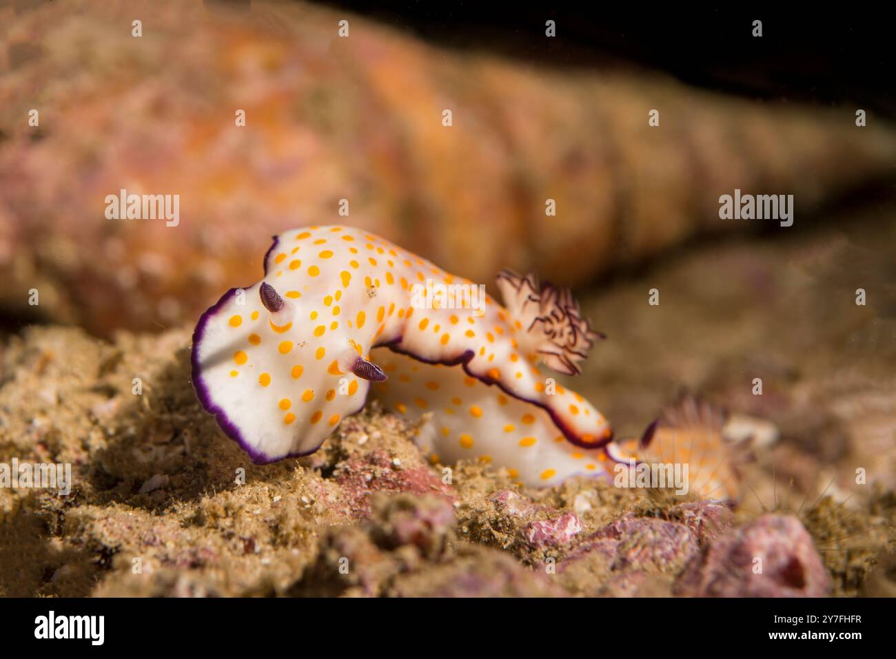 Long spiralled shell hi-res stock photography and images - Alamy