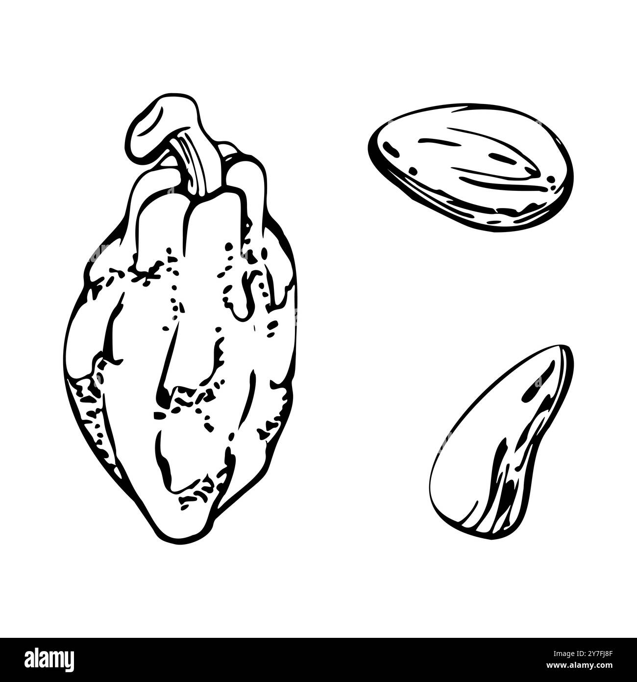 Coffee cocoa cacao beans nuts seed pods, stylized tree. Mayan aztec ...