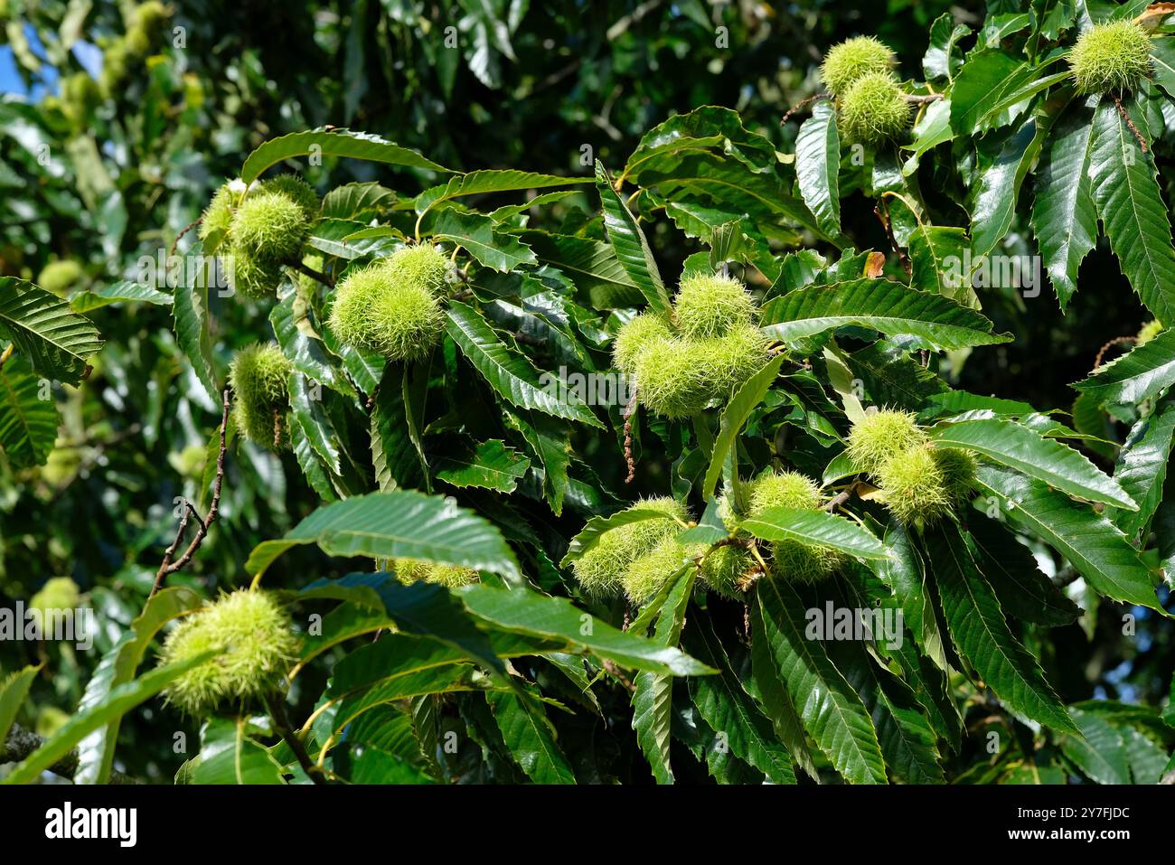 horse chestnut tree, green leaves and prickly seed pods, norfolk ...