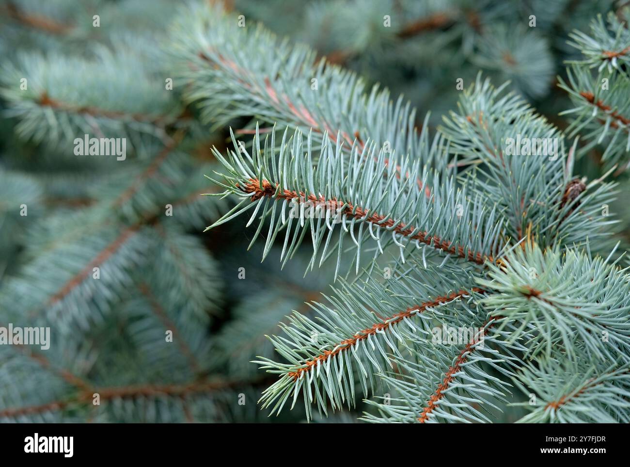 conifer edith picea pungens, norfolk, england Stock Photo - Alamy