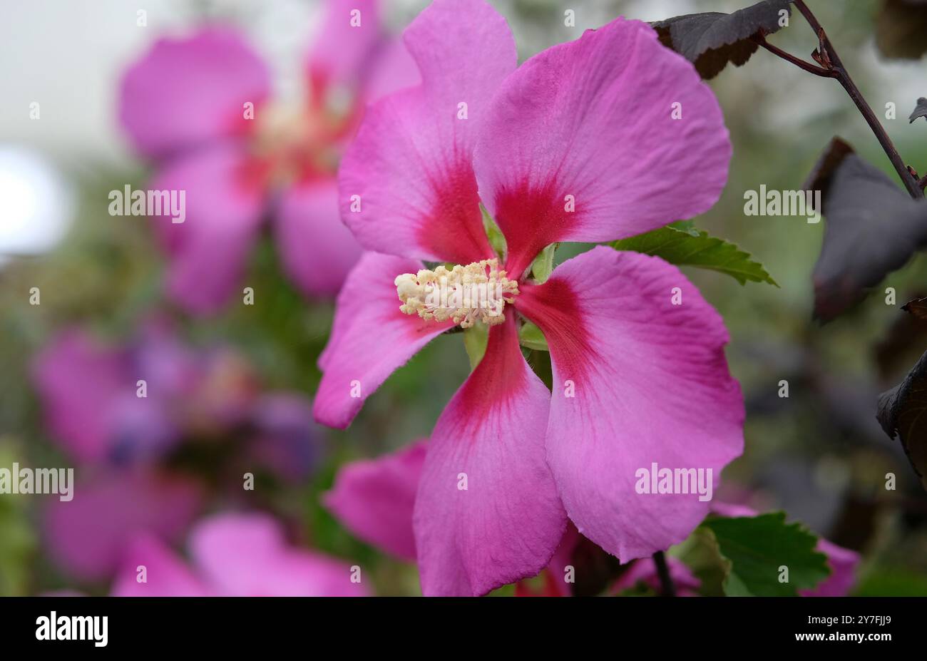 pink hibiscus syriacus rose moon flower, norfolk, england Stock Photo ...