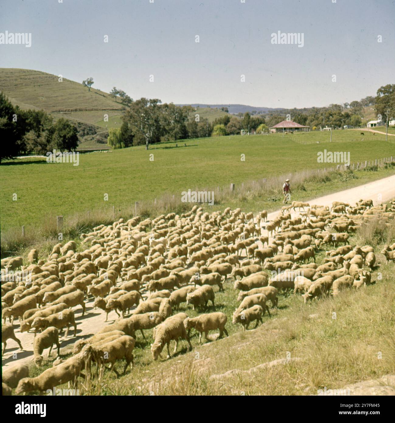 Sheep farm , Australia Stock Photo - Alamy