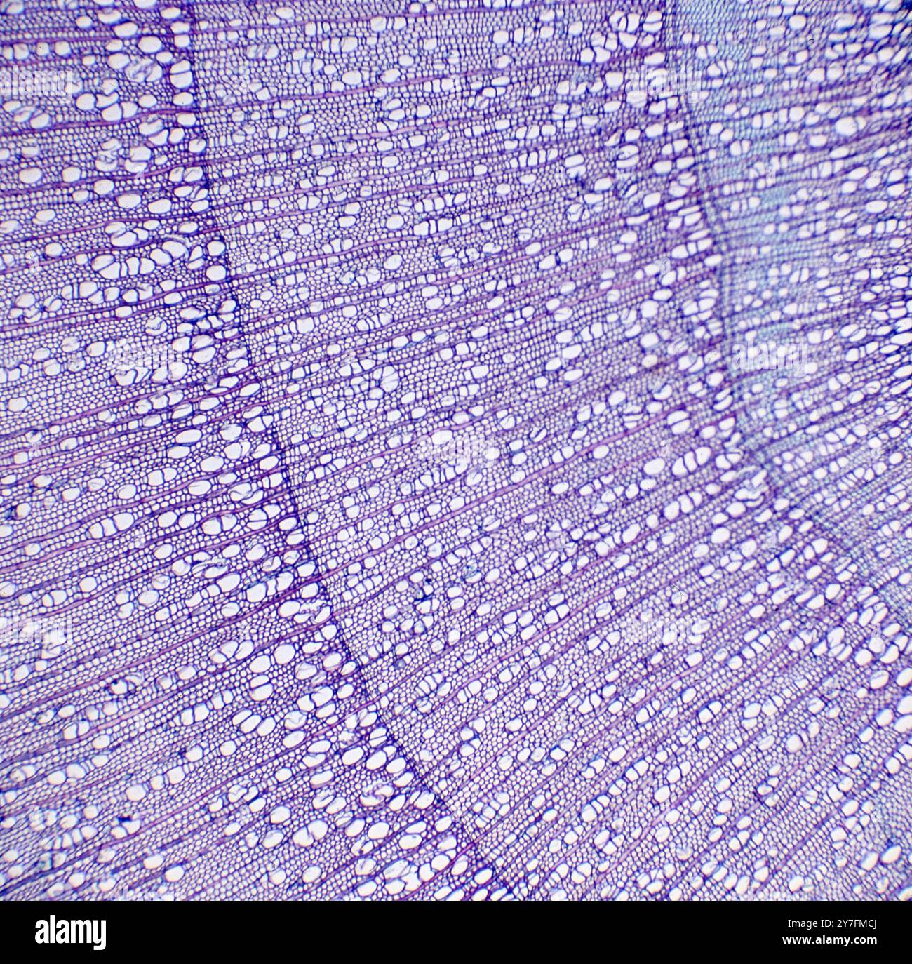 Photomicrograph of thin section of Horse Chestnut Wood Stock Photo - Alamy