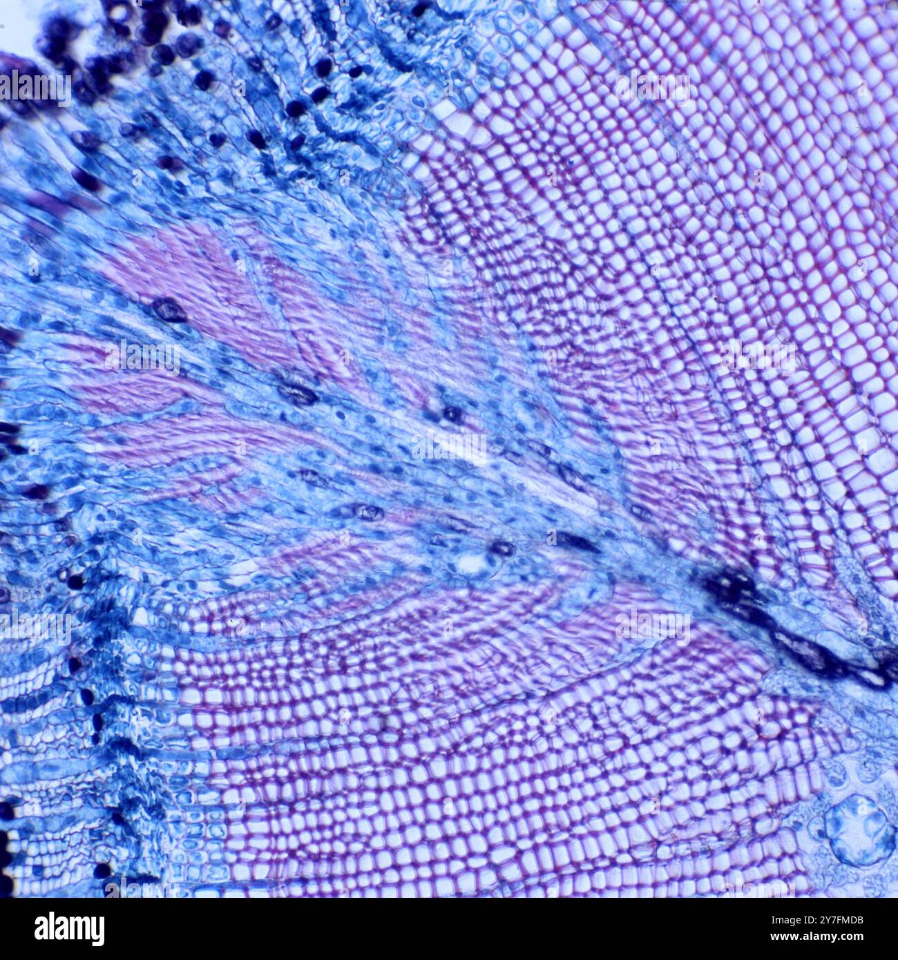 Stem cross section micrograph hi-res stock photography and images - Alamy