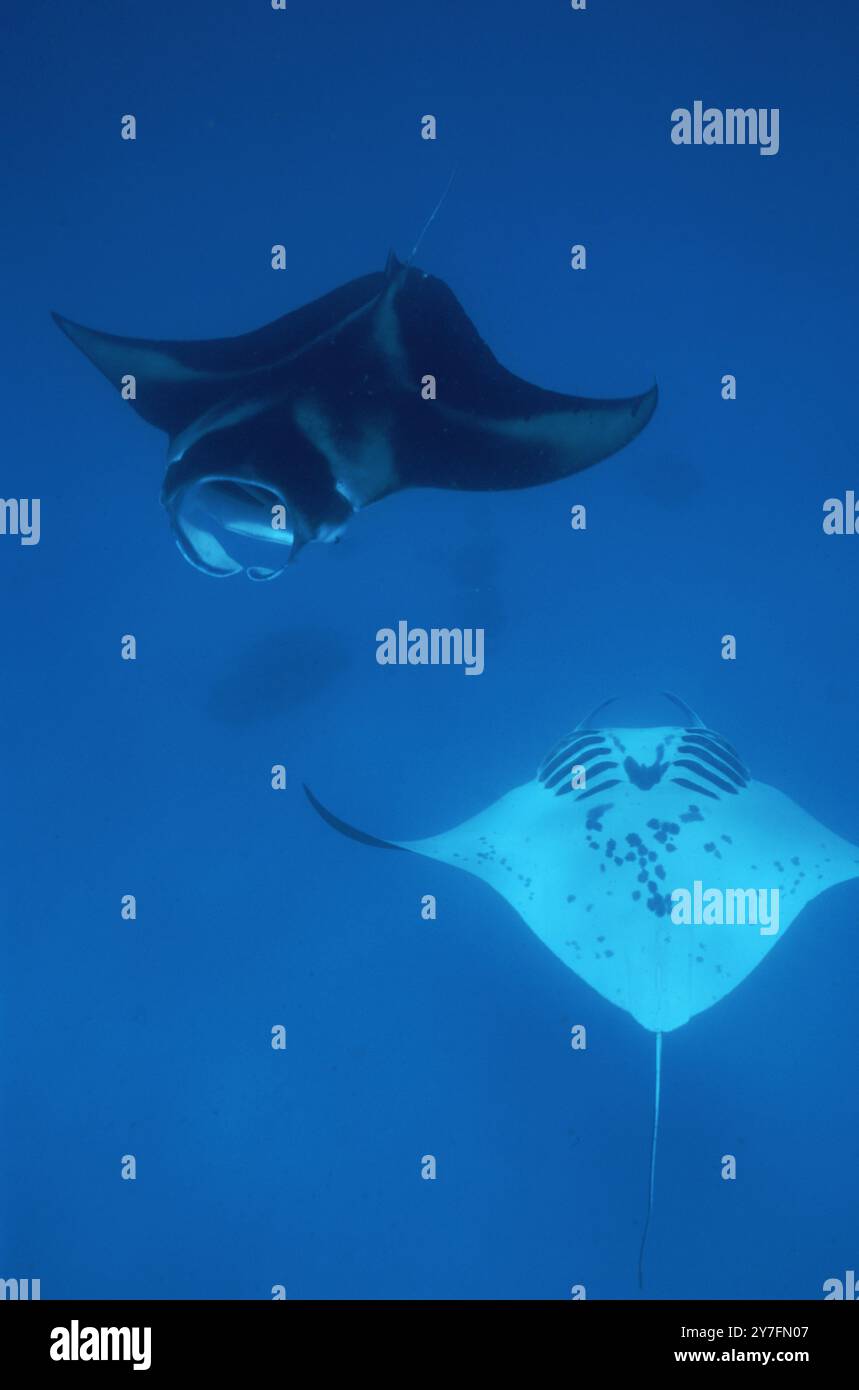 Manta ray french polynesia manta hi-res stock photography and images ...