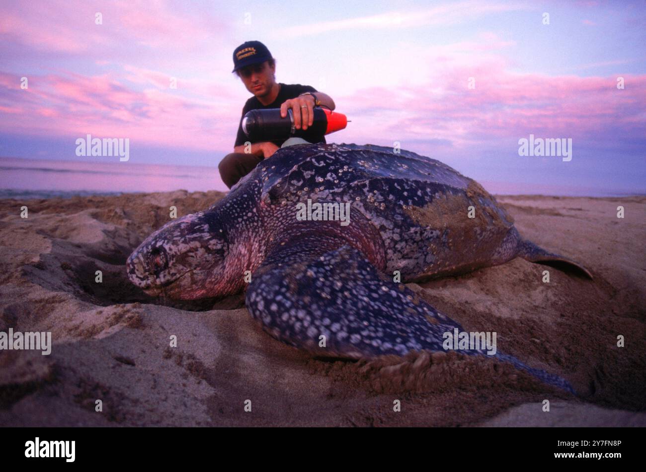 A marine biologist places a crittercan on a Leatherback turtle Stock ...