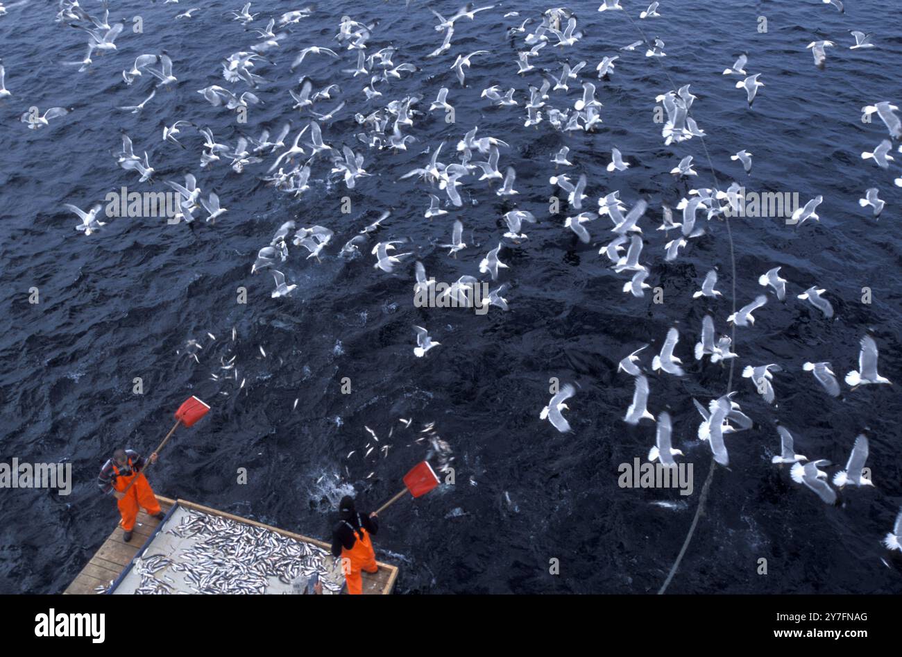 Fish farm in croatia tuna hi-res stock photography and images - Alamy