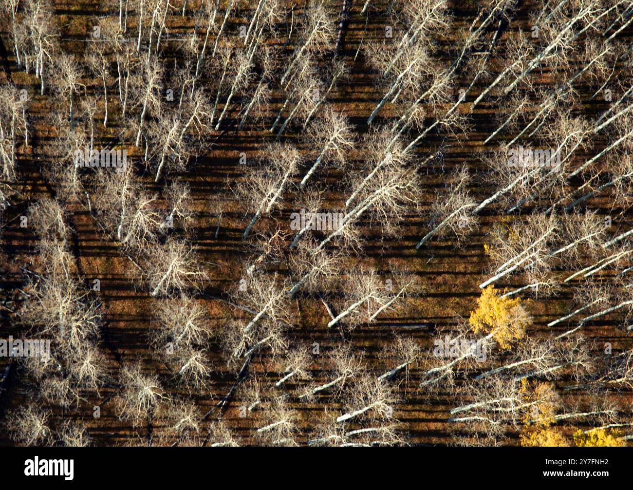 Aerial view of a stand leafless trees and one lone tree with leaves on ...
