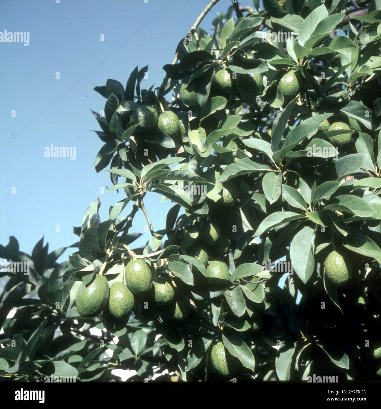 Maderia tree hi-res stock photography and images - Alamy