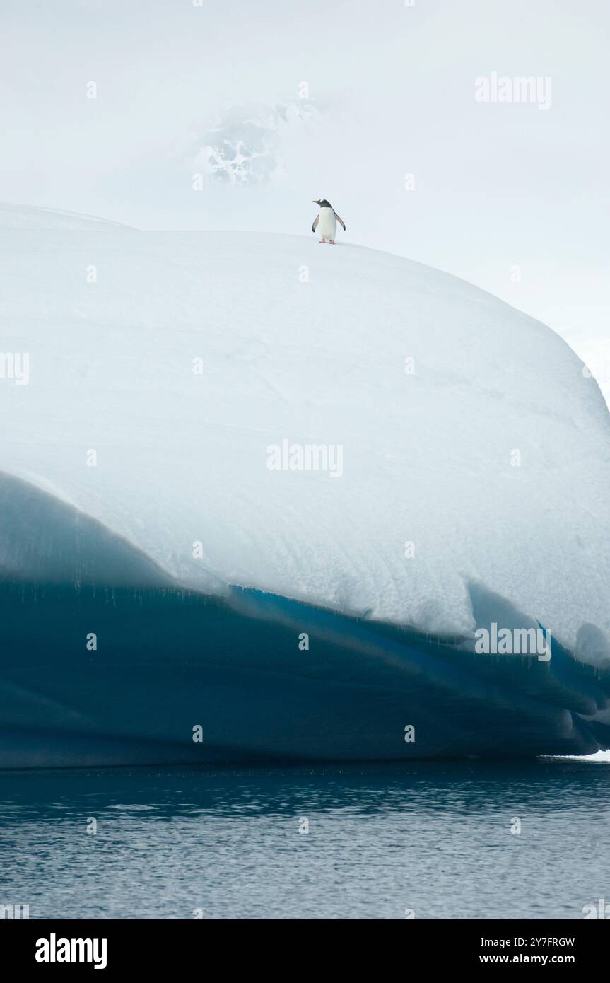 Penguin standing alone in wild hi-res stock photography and images - Alamy