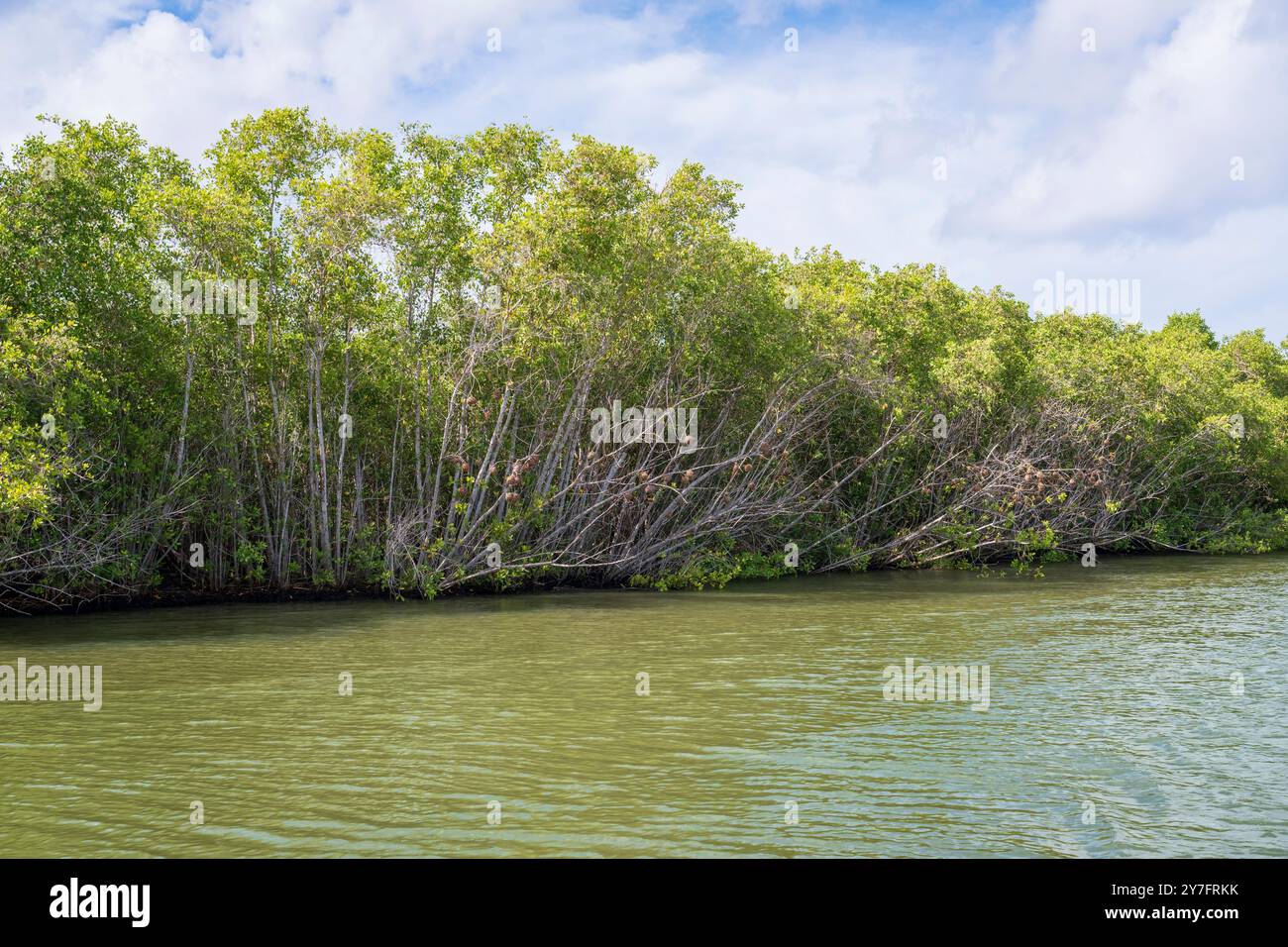 Landscape with mangrove trees along Chavon river, La Romana, Dominican ...