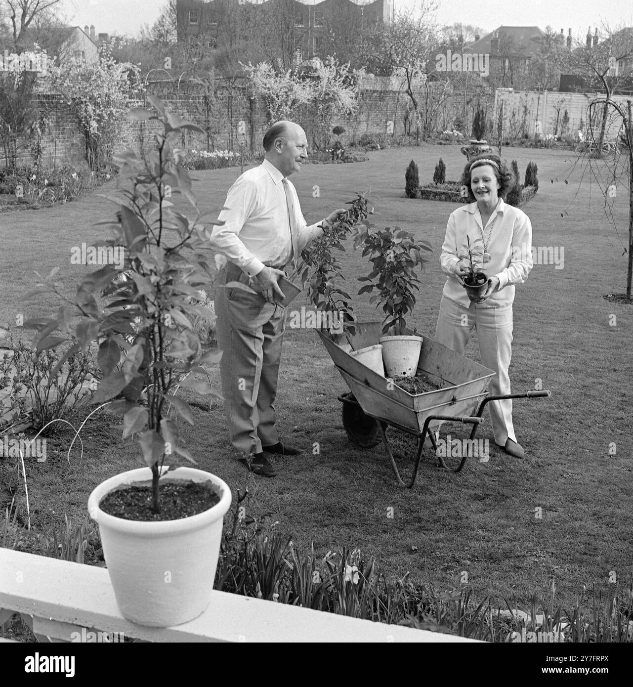 Fanny Cradock in her garden, photographed by George Douglas Stock Photo ...