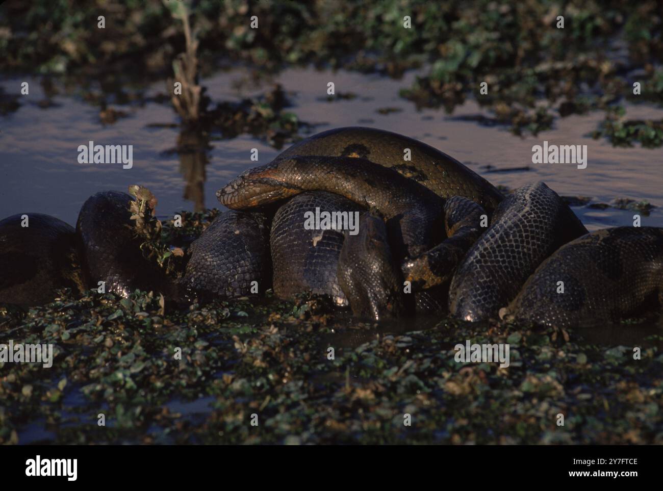 Snake mating ball hi-res stock photography and images - Alamy