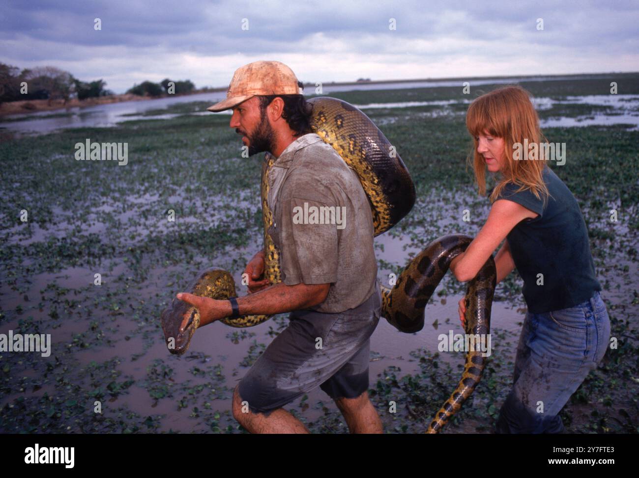 People carrying an Anaconda Stock Photo - Alamy