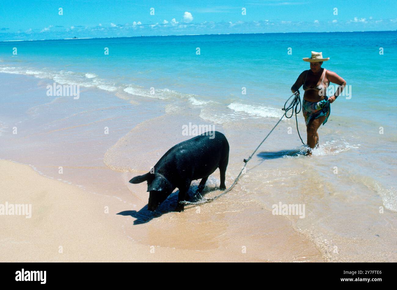 Polynesian woman walks a pig along the beach on Tubuai Island, French ...