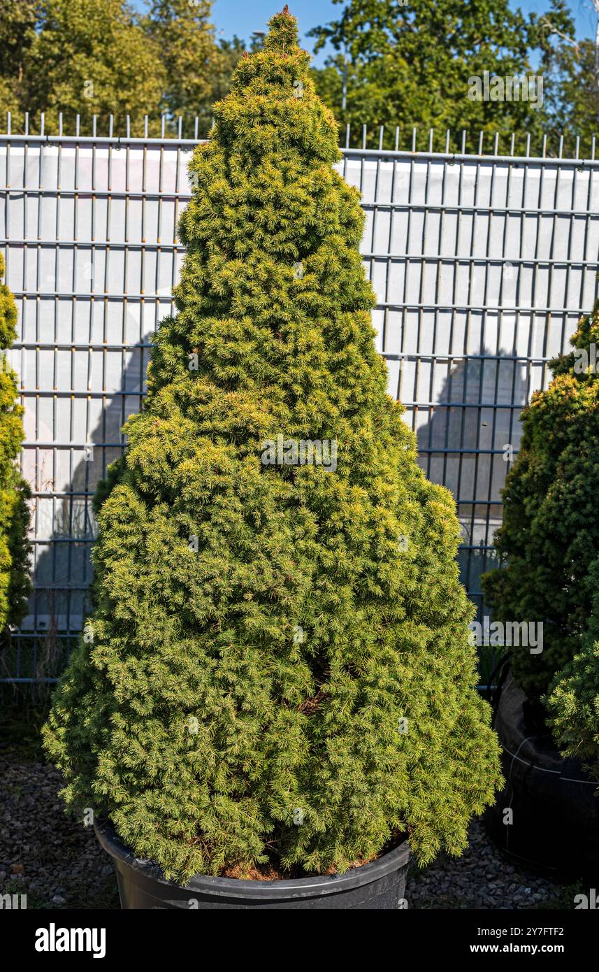adult spruce conica in a container with closed roots in nurseries ...