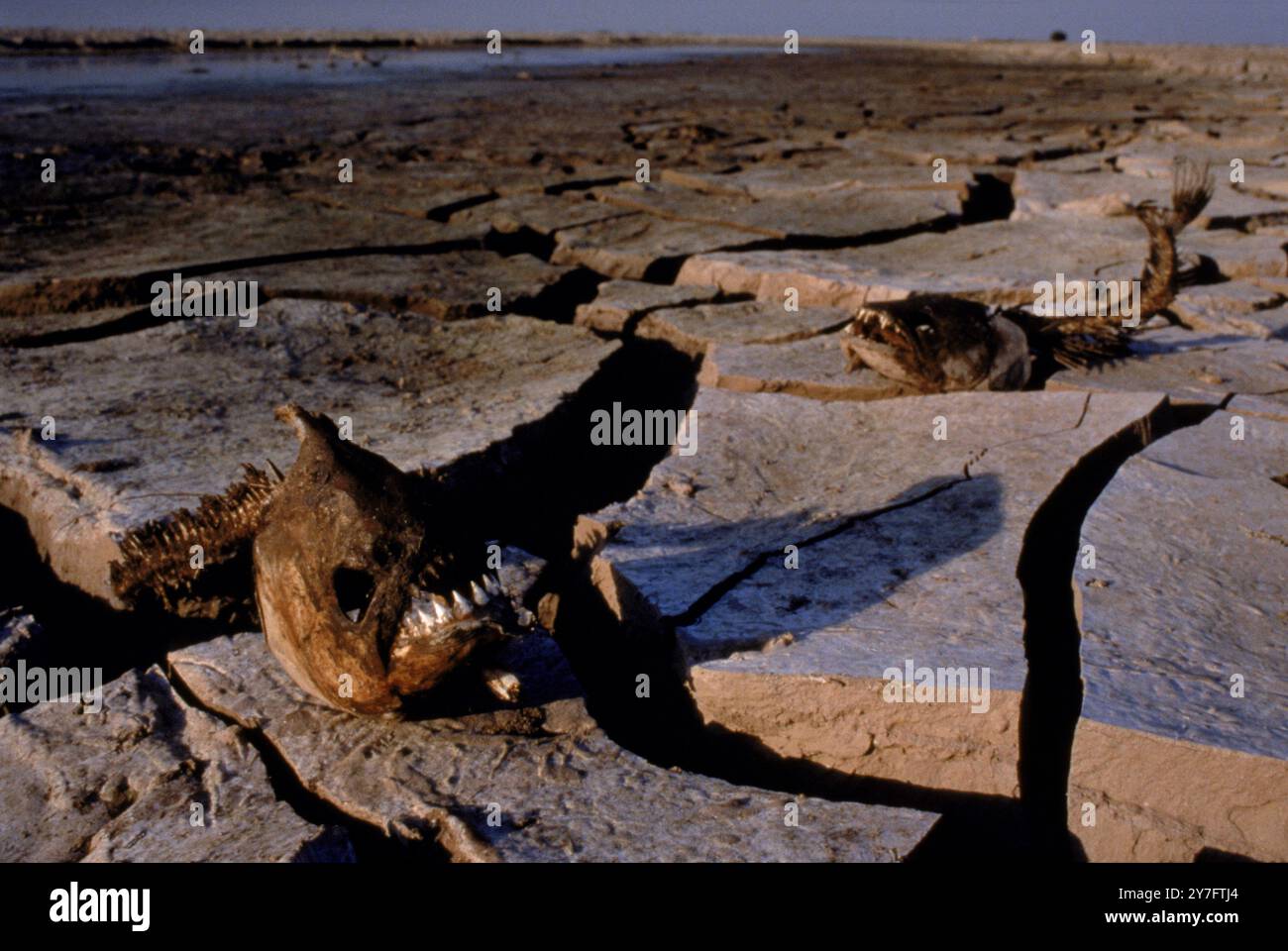 Fish skeletons on Llanos plains during Orinoco River dry season ...