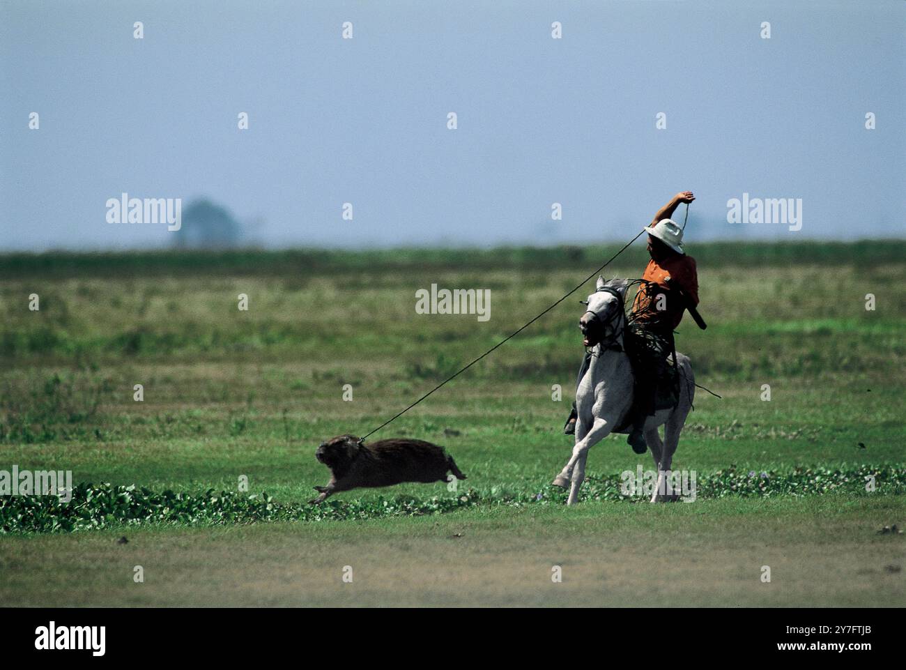 A Venezuelan cowboy lasoos a capybara, Venezuela, South America Stock ...