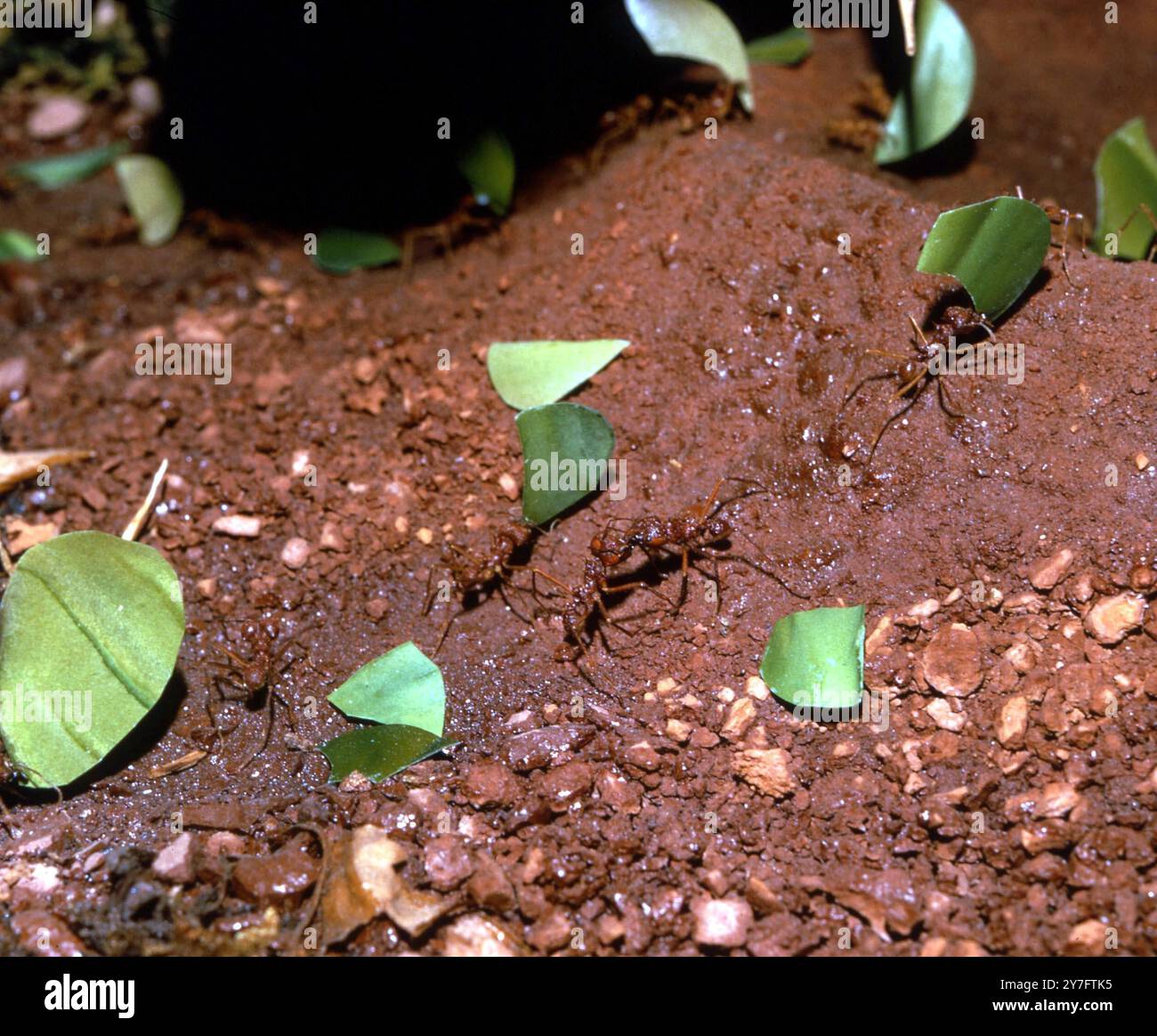 Leaf Cutter (Fungus) Ants Stock Photo - Alamy