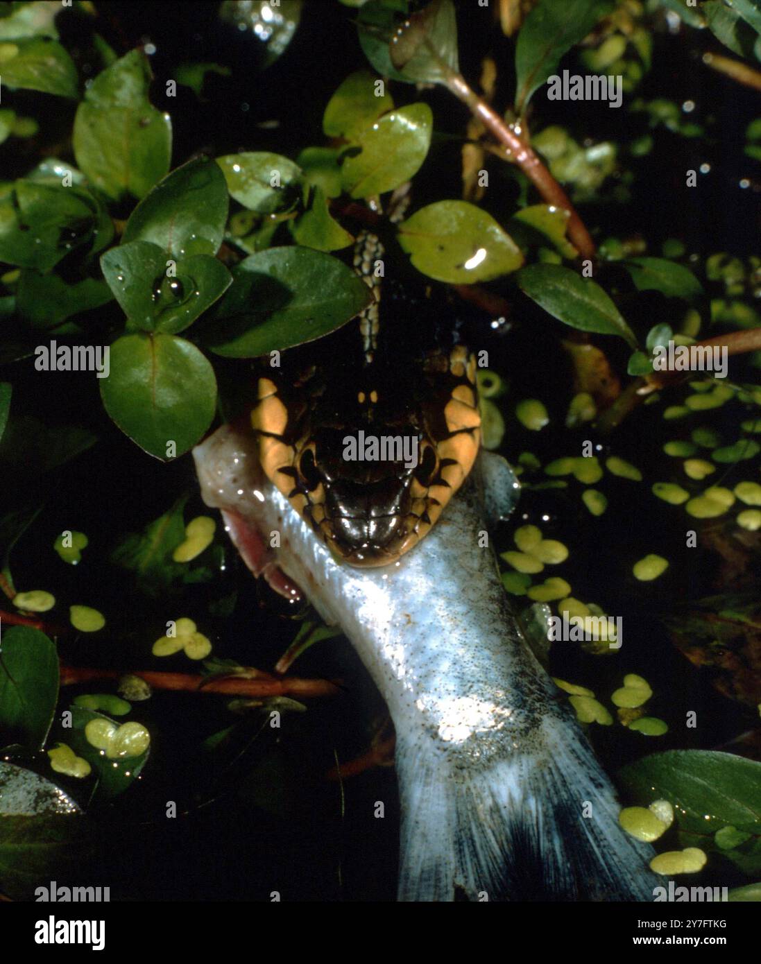 Eastern Garter Snake swallowing fish ( Thamnophis sirtalis Stock Photo ...