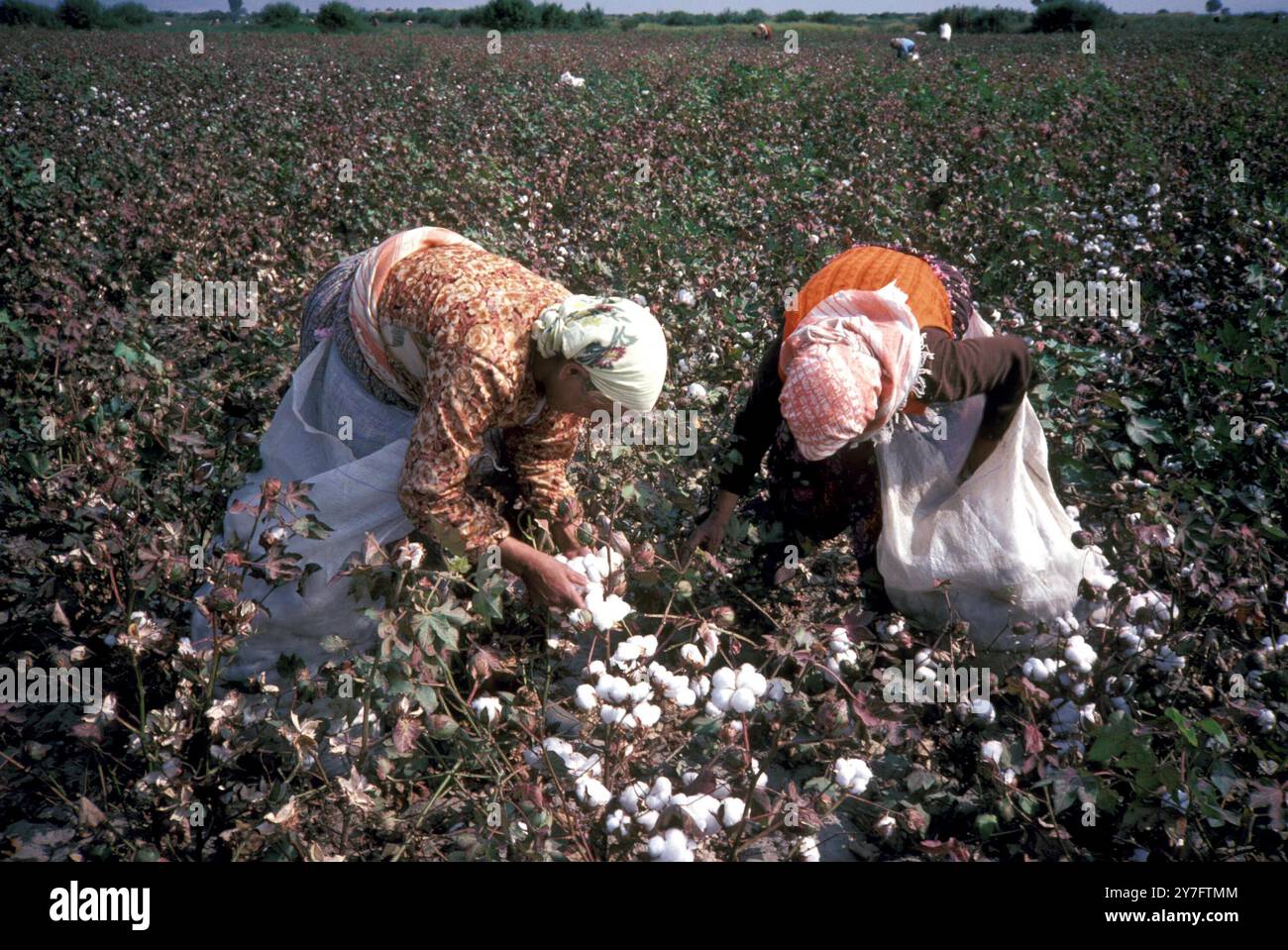 Cotton Pickers Turkey Stock Photo - Alamy