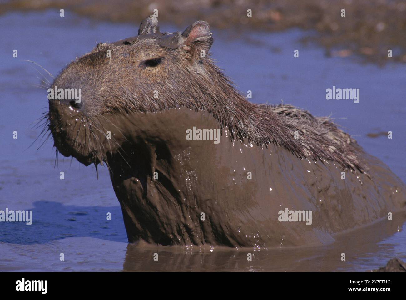 Capybara on the llanos, Venezuela, South America Stock Photo - Alamy