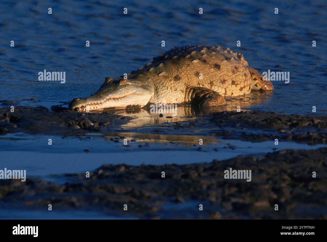 Orinoco River crocodile, Venezuela, South America Stock Photo - Alamy